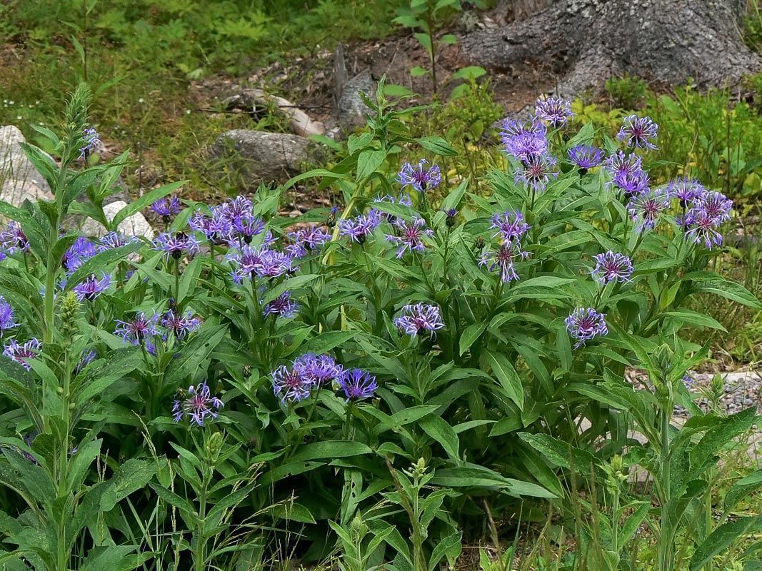 Aciano (centaura cyanus L.) - Ecoterapeuta