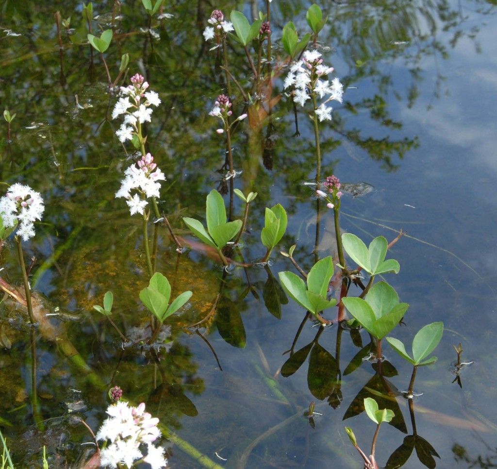 Bogbean: Beneficios y efectos secundarios - Ecoterapeuta