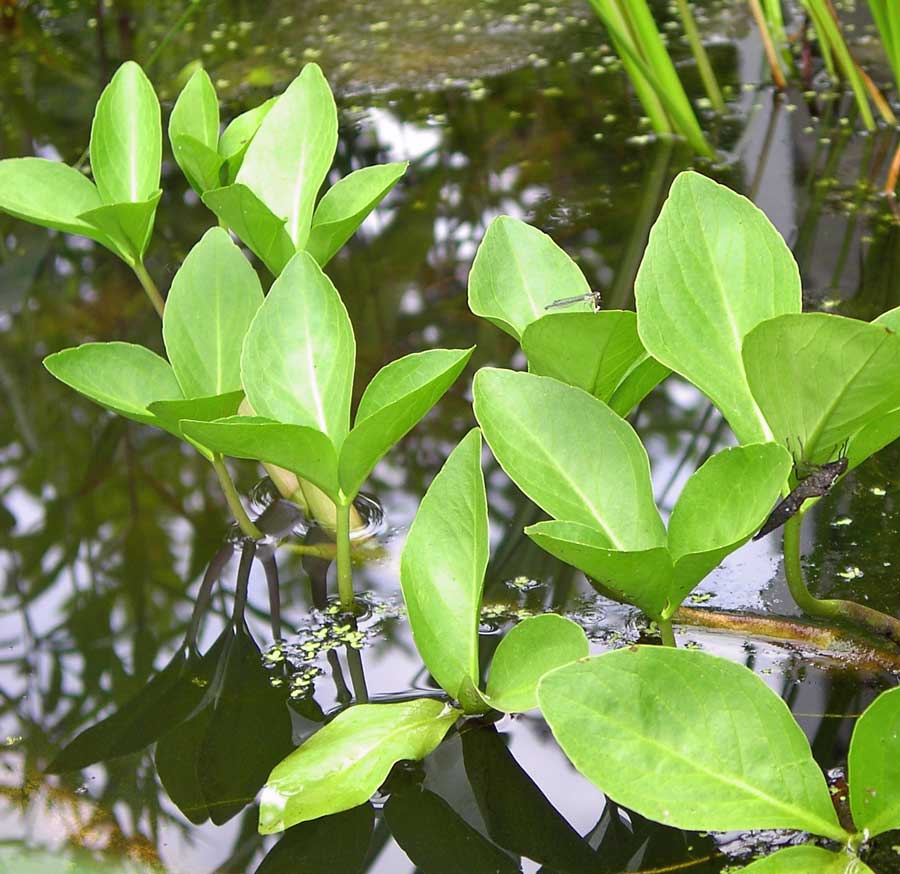 Bogbean: Beneficios y efectos secundarios - Ecoterapeuta