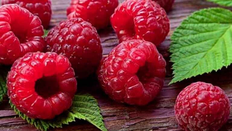 Frambuesas: Beneficios para la salud - Ecoterapeuta