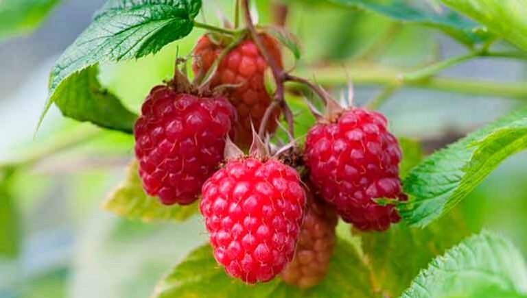 Frambuesas: Beneficios para la salud - Ecoterapeuta