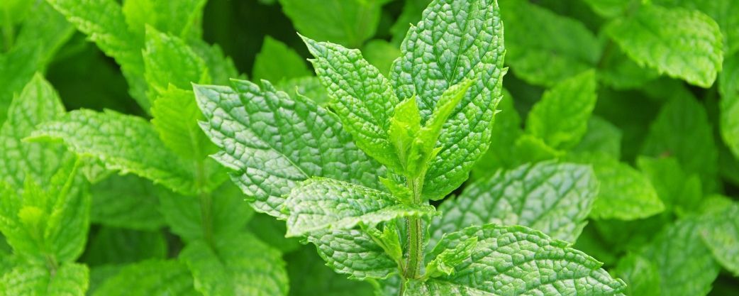 Menta: Beneficios para la salud - Ecoterapeuta