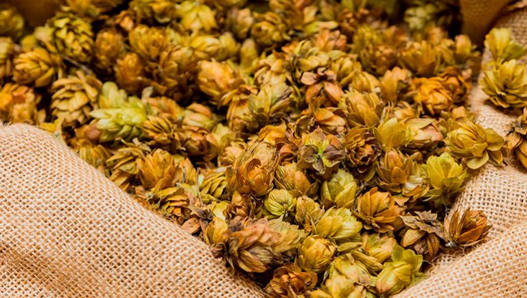 Lúpulo: Propiedades y beneficios del Humulus lupulus